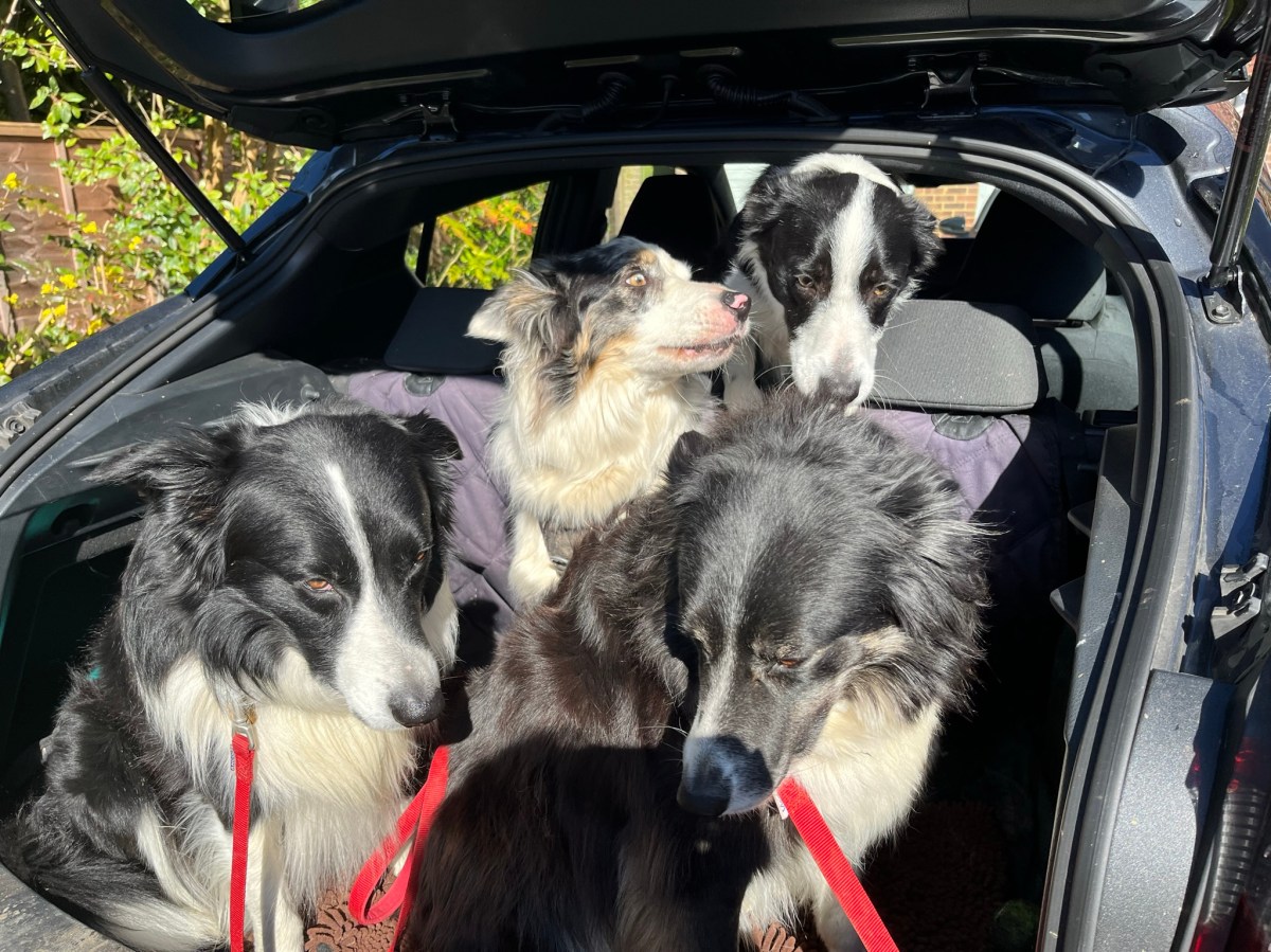 A Cornucopia of Collies – #WordlessWednesday – Fancying France