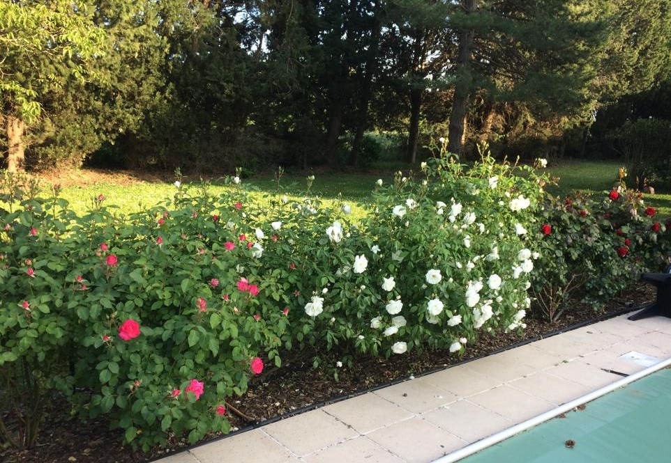 Our French Garden – Fancying France