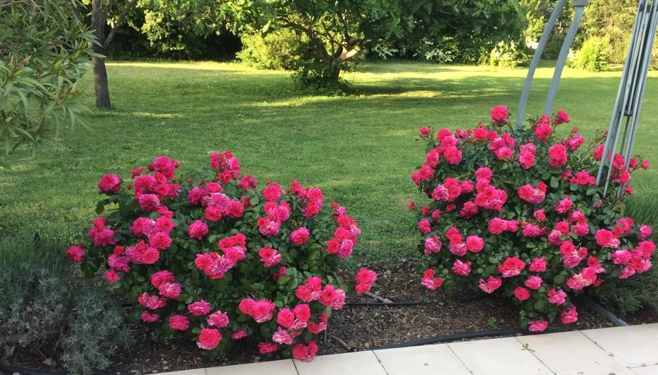 Our French Garden – Fancying France