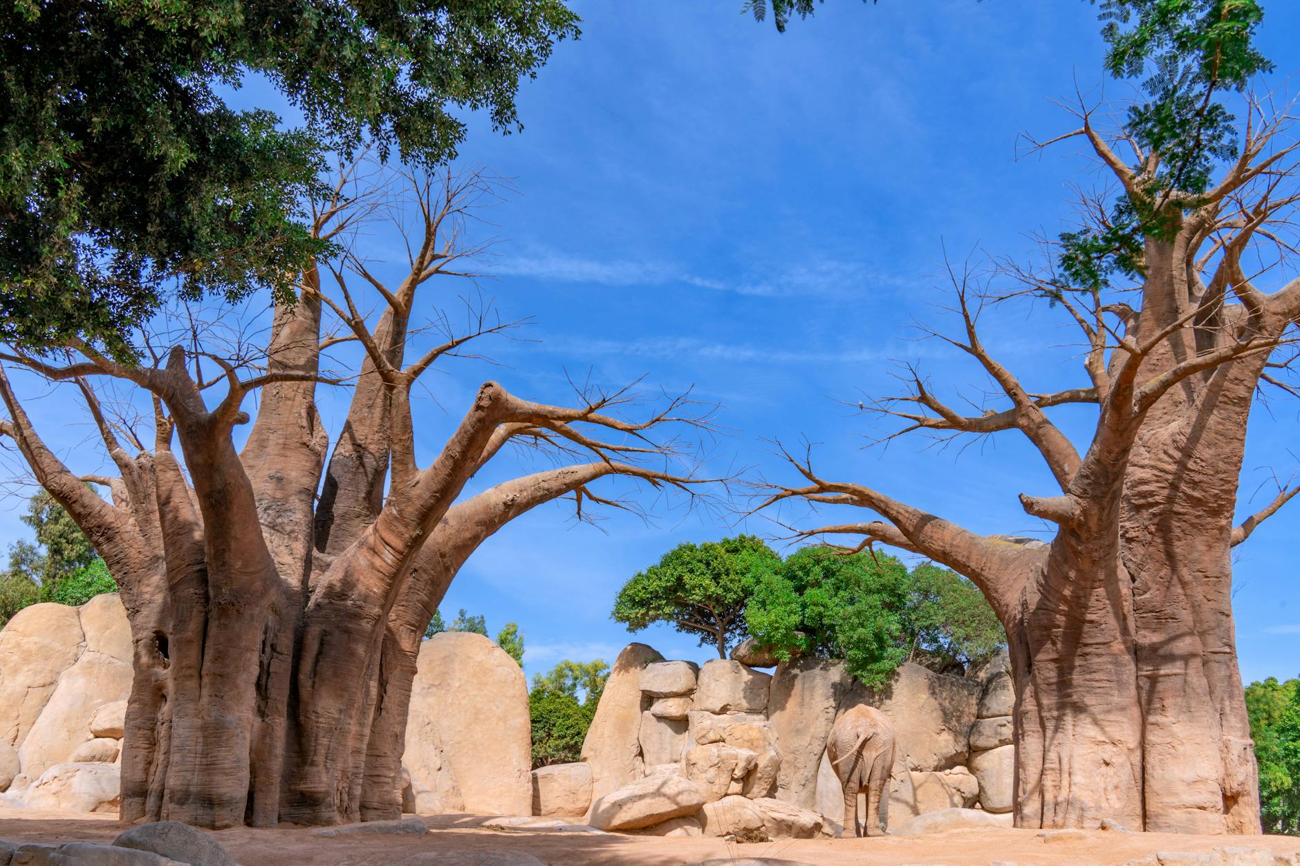 9 fascinating facts about the Baobab Tree – Fancying France