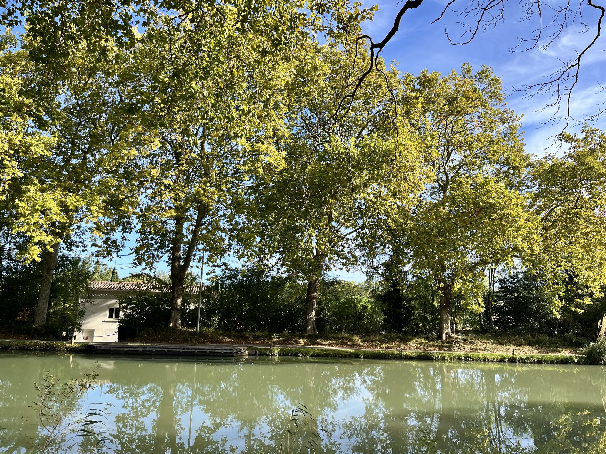 Where have all the plane trees gone? – Fancying France