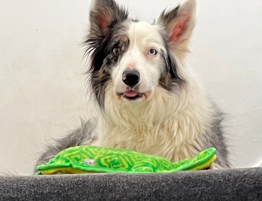 Looking forwards, looking backwards – Fancying France